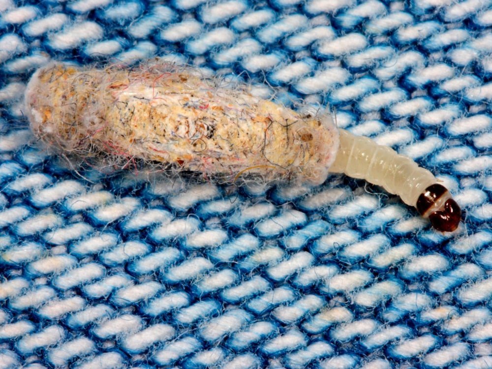 5-mite-vetement-fourrure