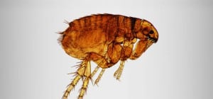 EXTERMINATEUR de puces