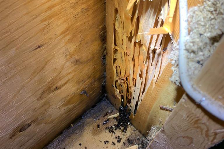 Fourmis charpentières : Comment repérer et éliminer l’infestation?
