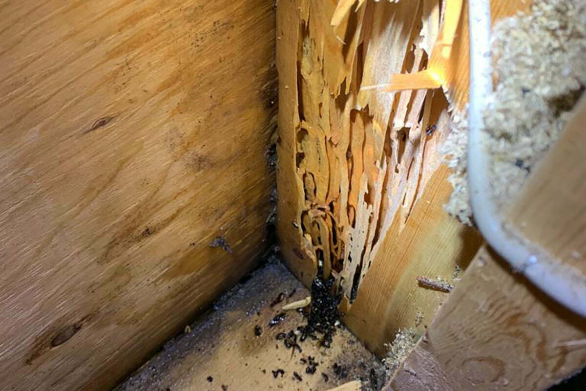 Fourmis charpentières : Comment repérer et éliminer l’infestation?