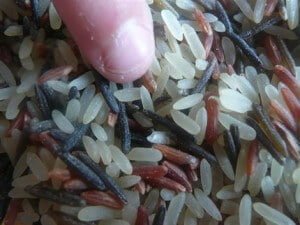 Le charançon du riz: info exterminateur