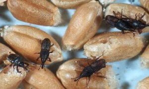 Le charançon du riz: info exterminateur