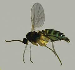 La sciaride ou mouche des terreaux