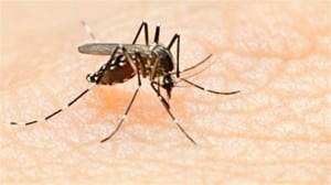 Le maringouin, moustique québécois