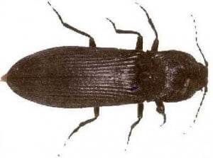 Le taupin et sa larve ravageuse des patate et tubercules