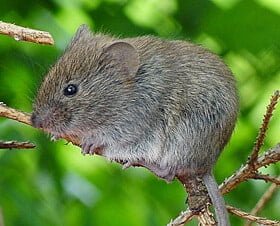 Éliminer le mulot ou le campagnol avec un exterminateur