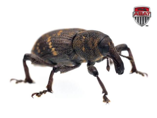 Charançon et infestation des pins de nos forêts québécoise