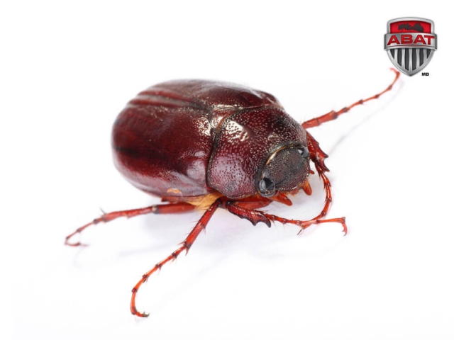 le hanneton, coleoptère dont la larve est ravageuse
