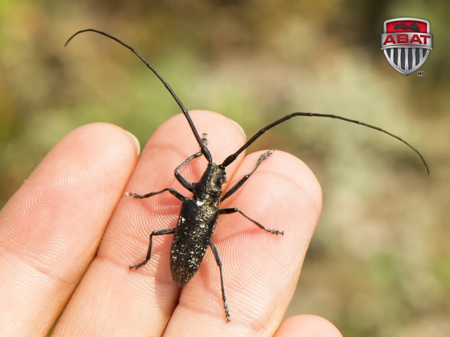 Le longicorne, dévoreur de bois