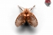 La mouche à drains, mouche des éviers ou mouche papillon, description ...