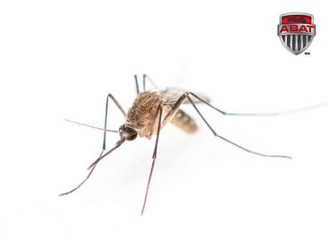 Le maringouin, moustique québécois