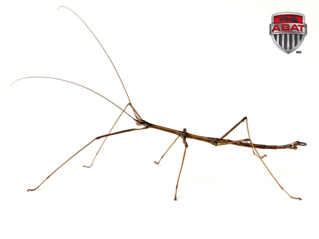 Connaiîre les phasmes, un insecte mimétique