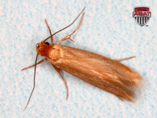 EXTERMINATEUR de mites