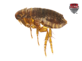 Invasion de puces de parquet à la maison