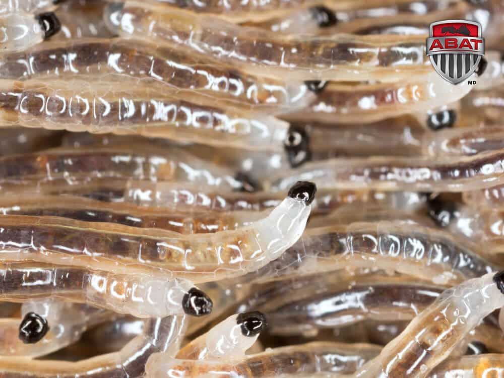 La sciaride ou mouche des terreaux