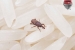 Le charançon du riz: info exterminateur
