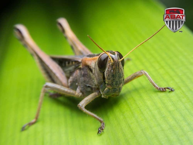 Le criquet responsable de famine