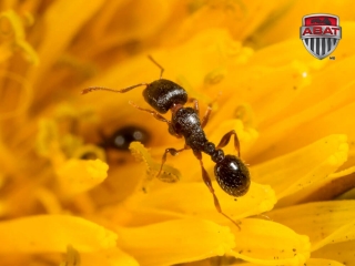 Invasion de fourmis des pavés