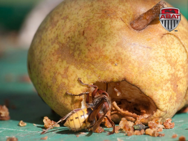 Les frelons, gros insectes plus effrayants que dangereux