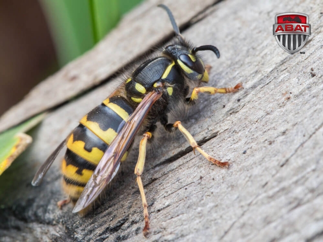 Destruction nid de guêpes | Extermination Québec