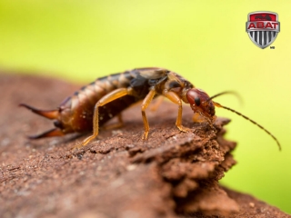 EXTERMINATEUR de perce-oreilles