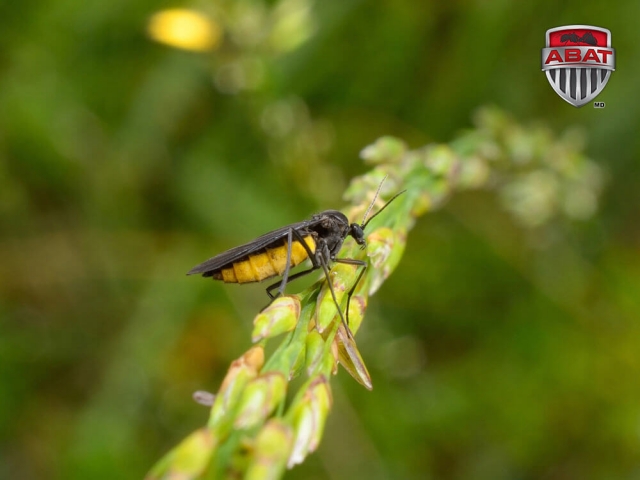 La sciaride ou mouche des terreaux