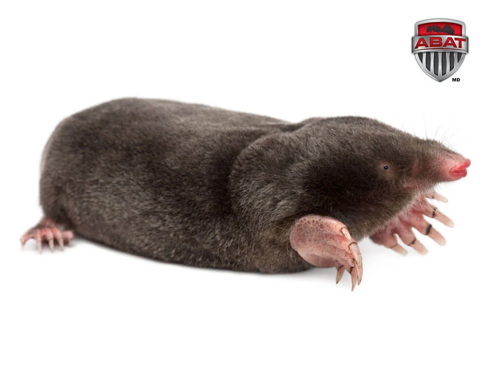 Comment se débarrasser des taupes