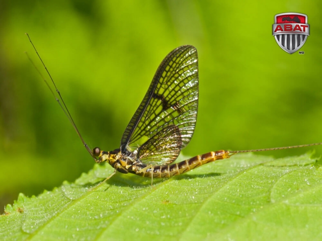 Ephémère, une courte vie