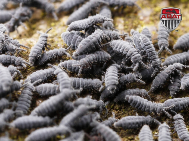 exterminer les collemboles, insectes nuisibles au Québec