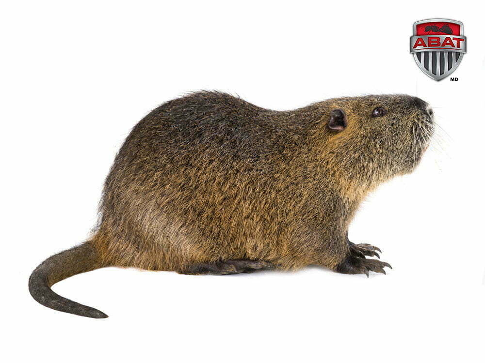1-ragondin