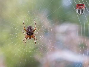 Araneus,Diadematus,-,European,Garden,Spider,Or,Cross,Orb-weaver,Spider