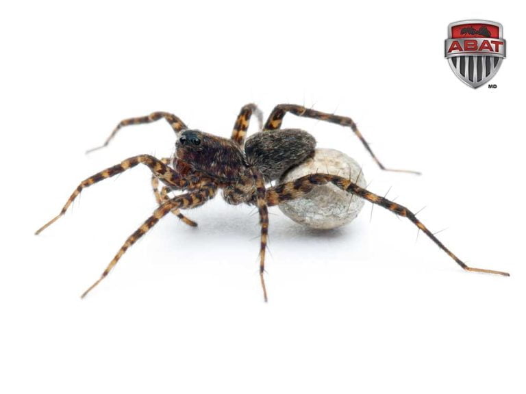 L’araignée-loup du Québec : impressionnante, mais pas dangereuse!