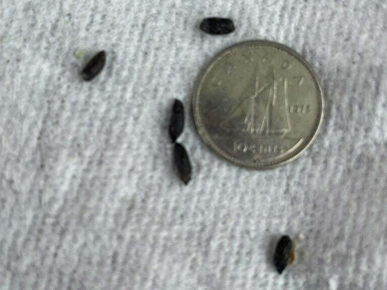 Comment reconnaitre les crottes de souris?