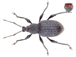 Le charançon du riz: info exterminateur