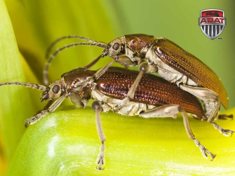 Mating,Reed,Beetles,(donacia,Aquatica),Extreme,Close,Up