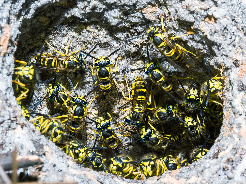 La guêpe de l’Est : Une guêpe qui fait souvent son nid sous terre