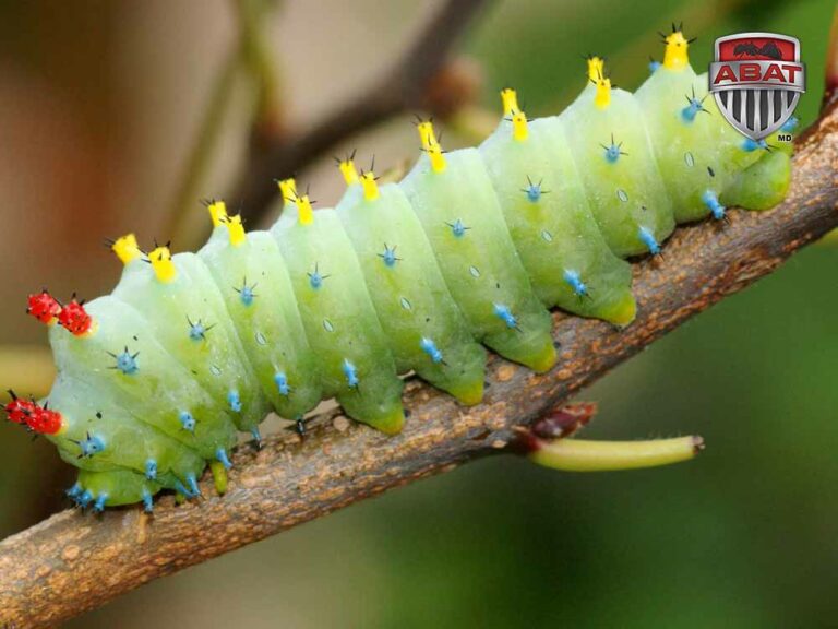 La saturnie cécropia : le plus grand papillon du Québec